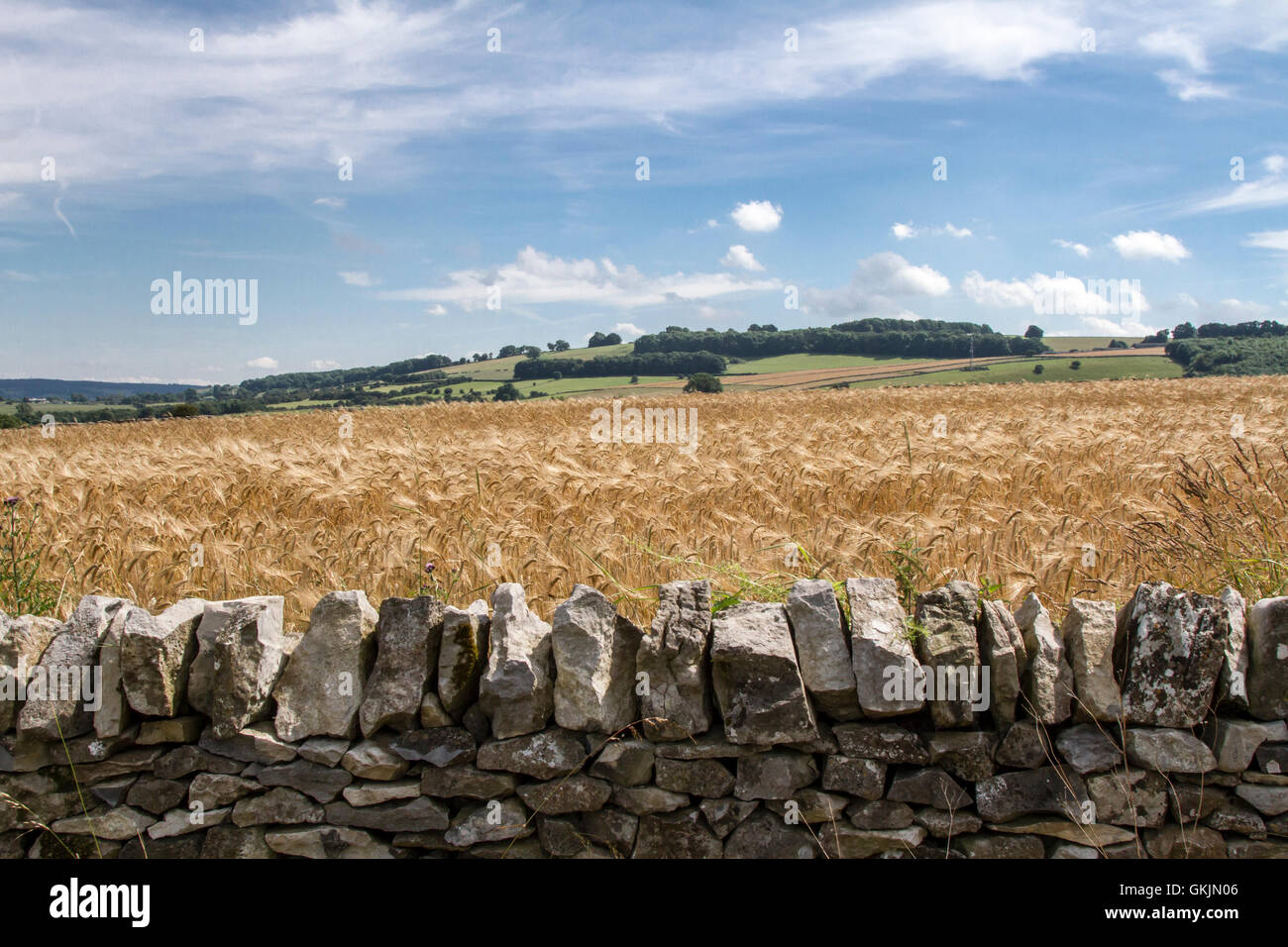 Moments captured in the Peak District National Park. Barley field in ...