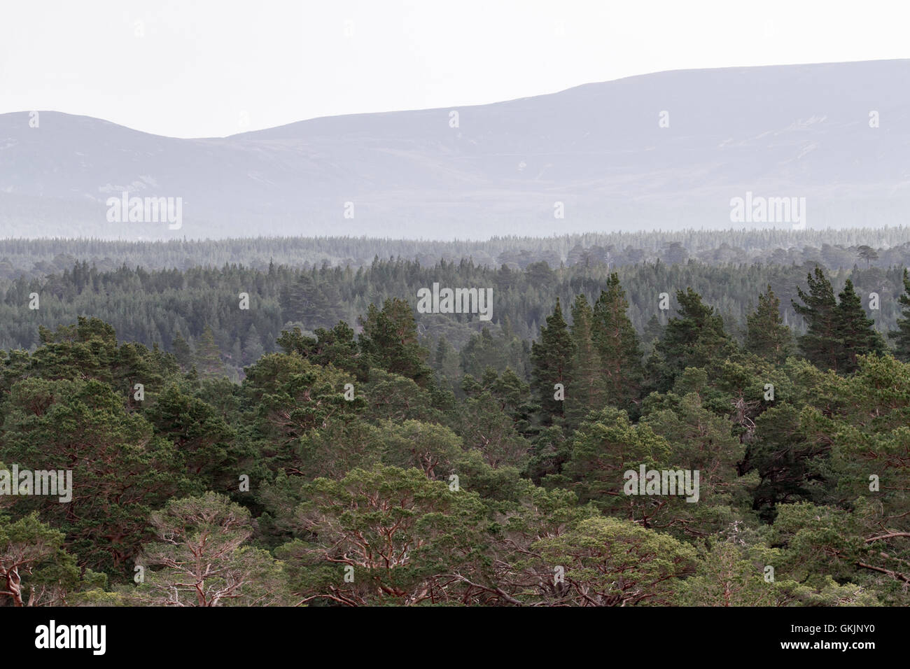 Rothiemurchus adventure hi-res stock photography and images - Alamy
