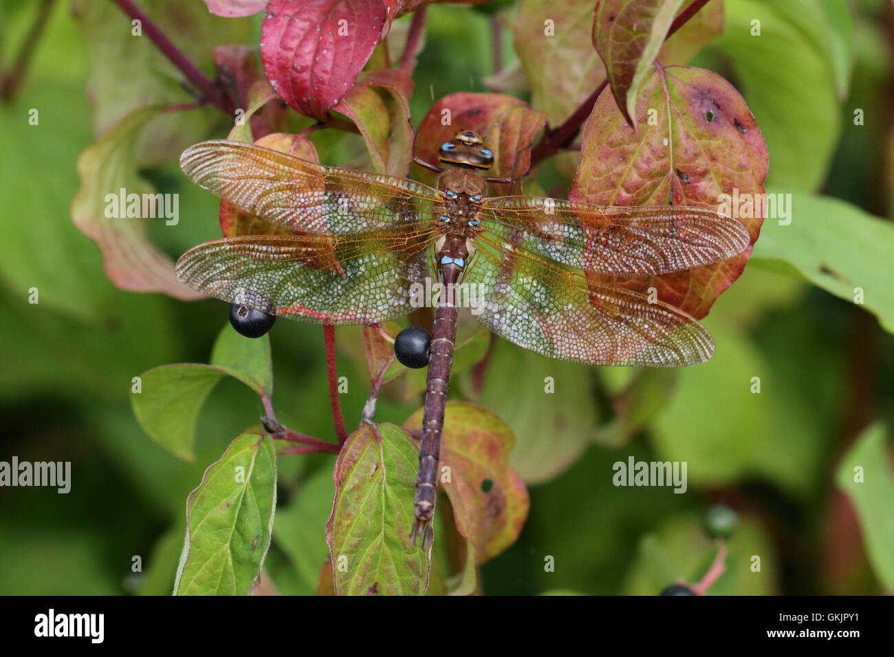 Male Brown Hawker Dragonfly Stock Photo - Alamy