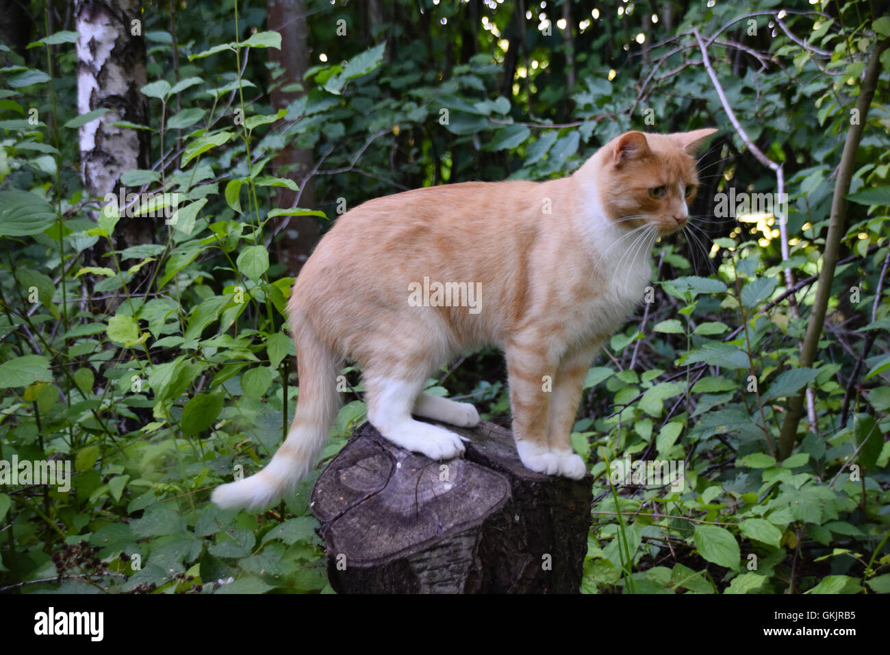 Domestic two cats grooming hi-res stock photography and images - Alamy