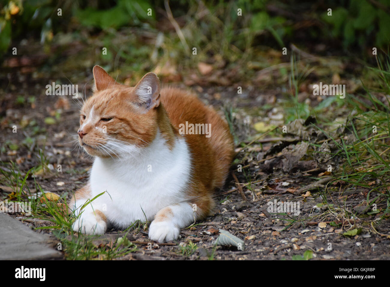 Aloof cat hi-res stock photography and images - Alamy