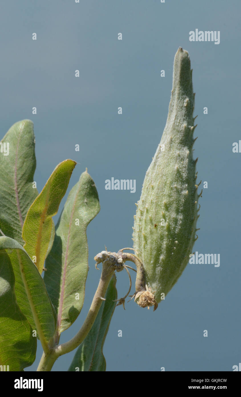 Milkweed pod hi-res stock photography and images - Alamy