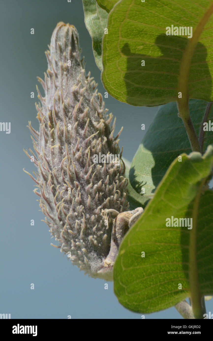 Milkweed pod hi-res stock photography and images - Alamy