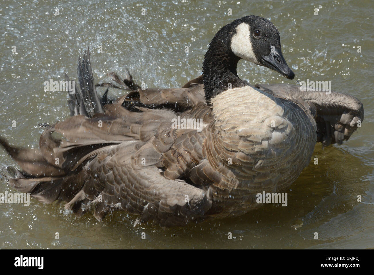 Canada goose bathing hi-res stock photography and images - Alamy