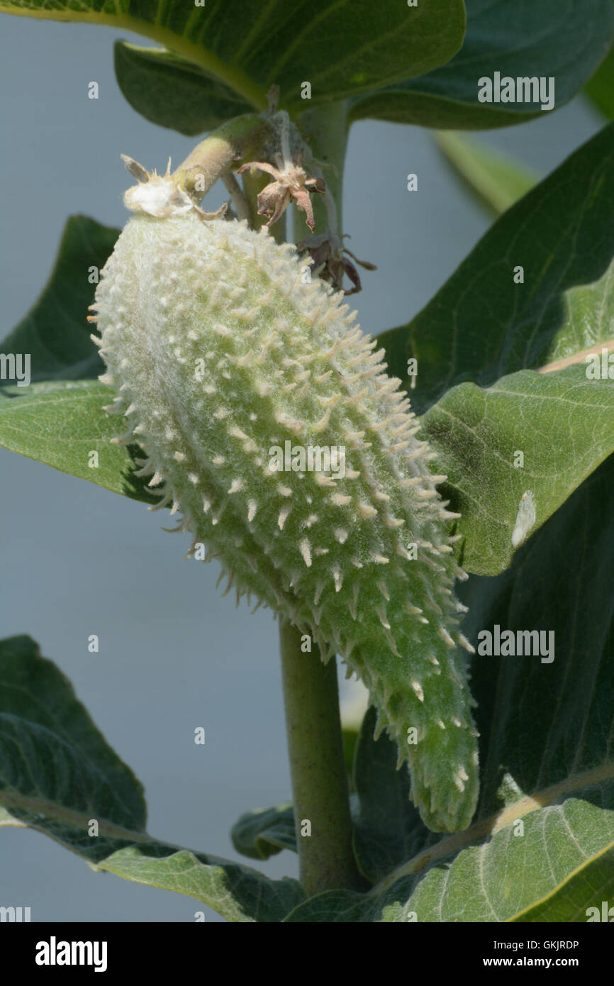 Summer milkweed pod (Asclepias speciosa Stock Photo - Alamy