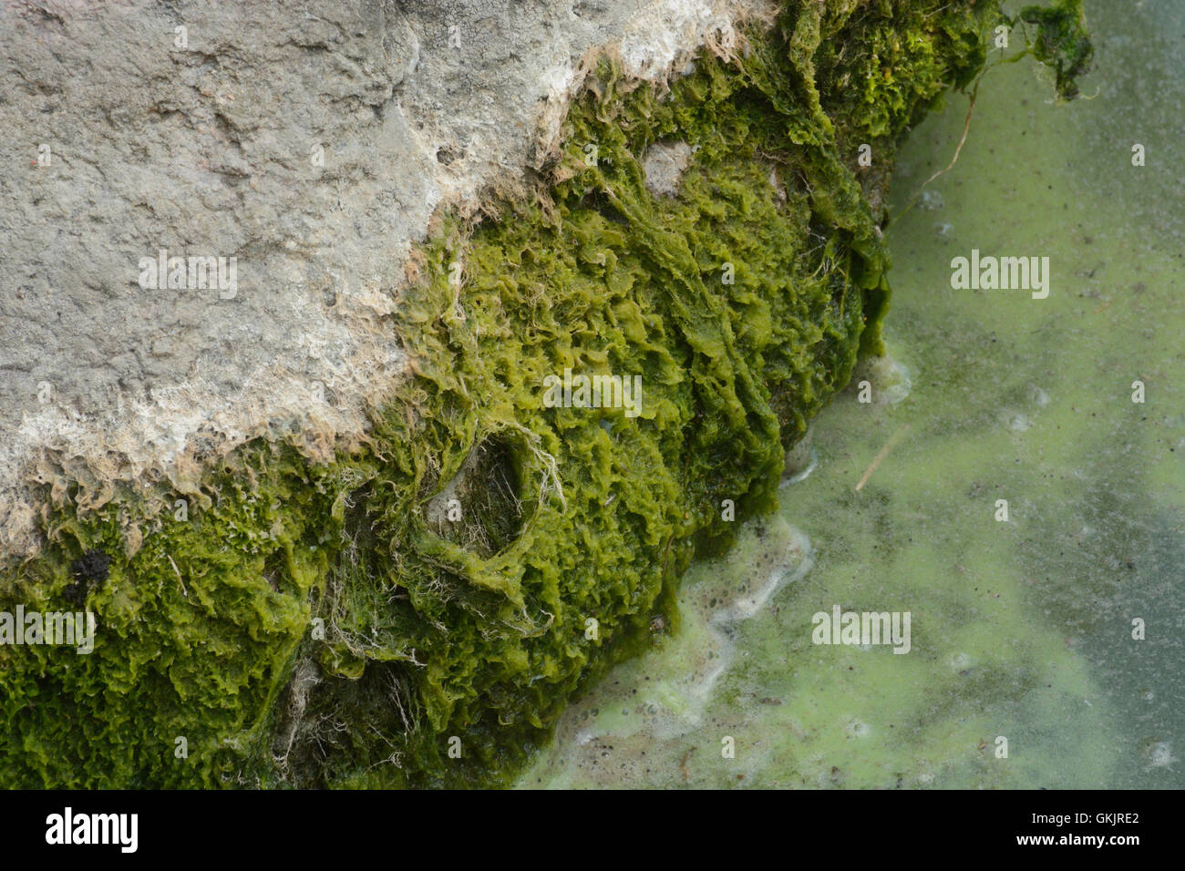 Close up of algae on rock at lake edge Stock Photo - Alamy