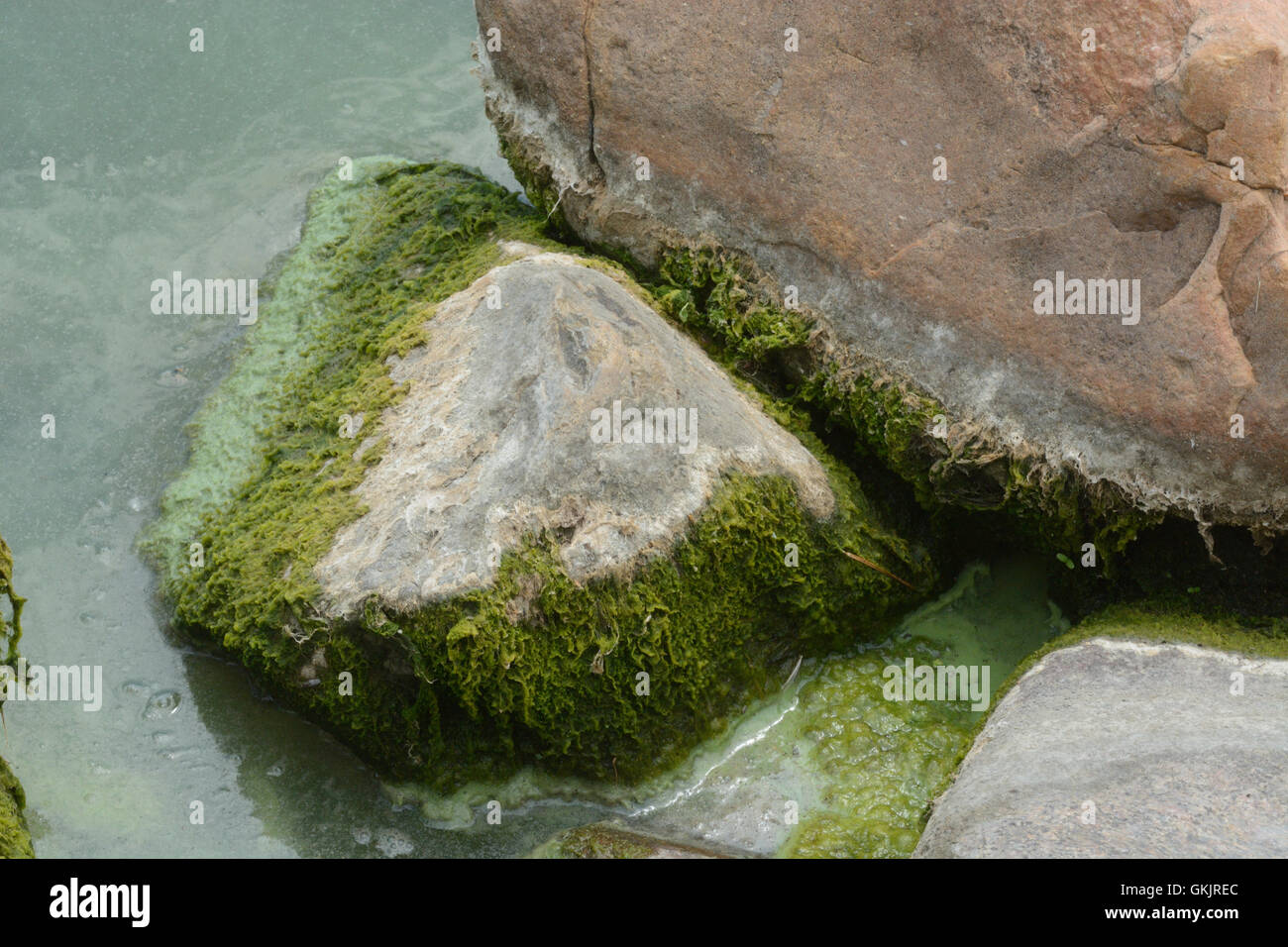 Lake water algae rocks hi-res stock photography and images - Alamy