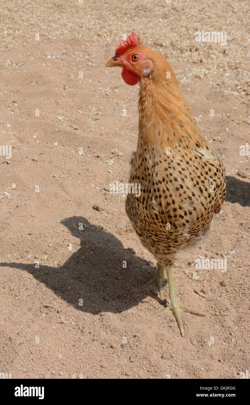 Sicilian buttercup chicken hi-res stock photography and images - Alamy