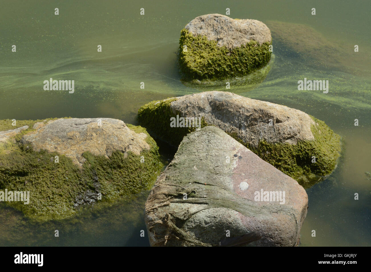 Lake water algae rocks hi-res stock photography and images - Alamy