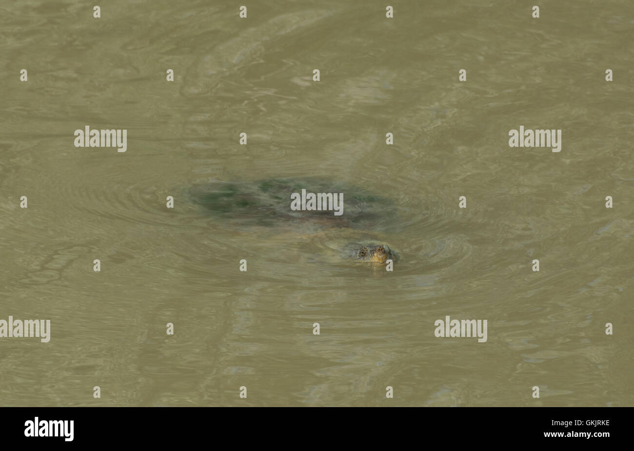 Snapping turtle swimming in lake while watching shoreline Stock Photo ...