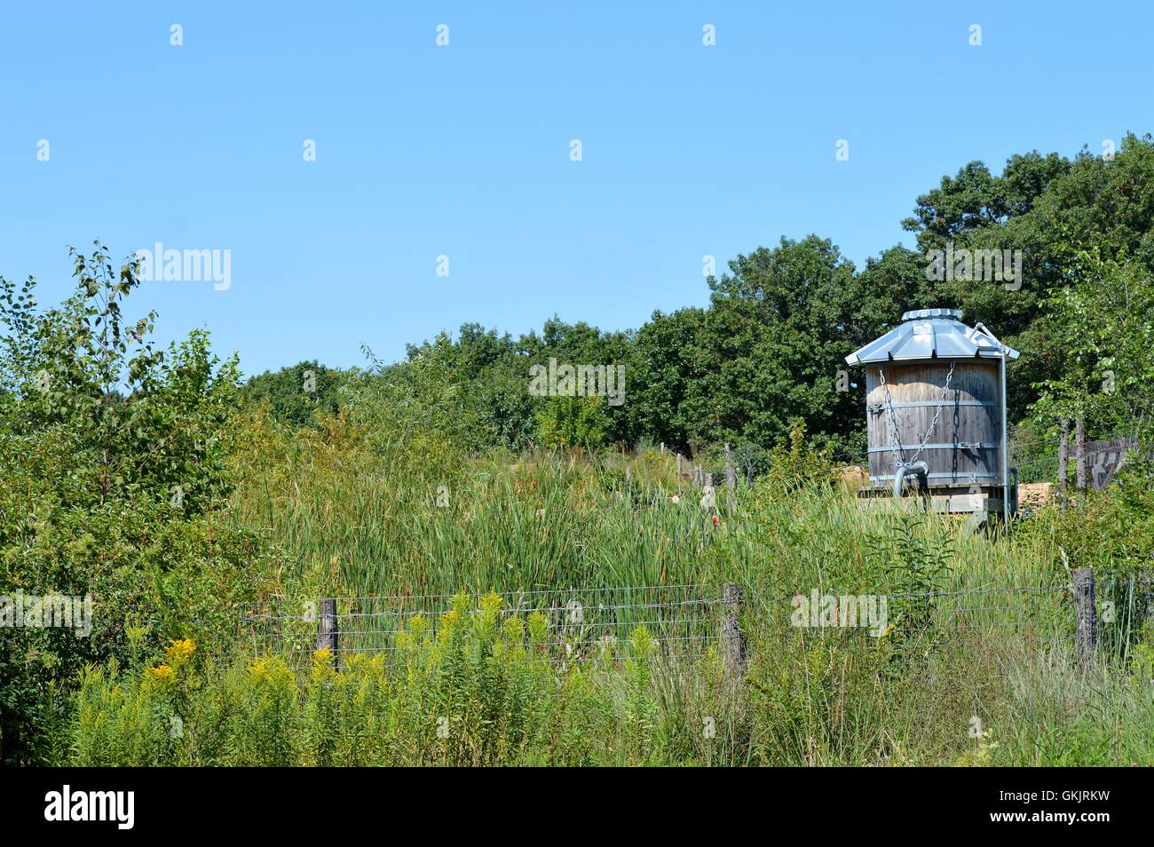 Rain Collector in the Garden Stock Photo - Alamy