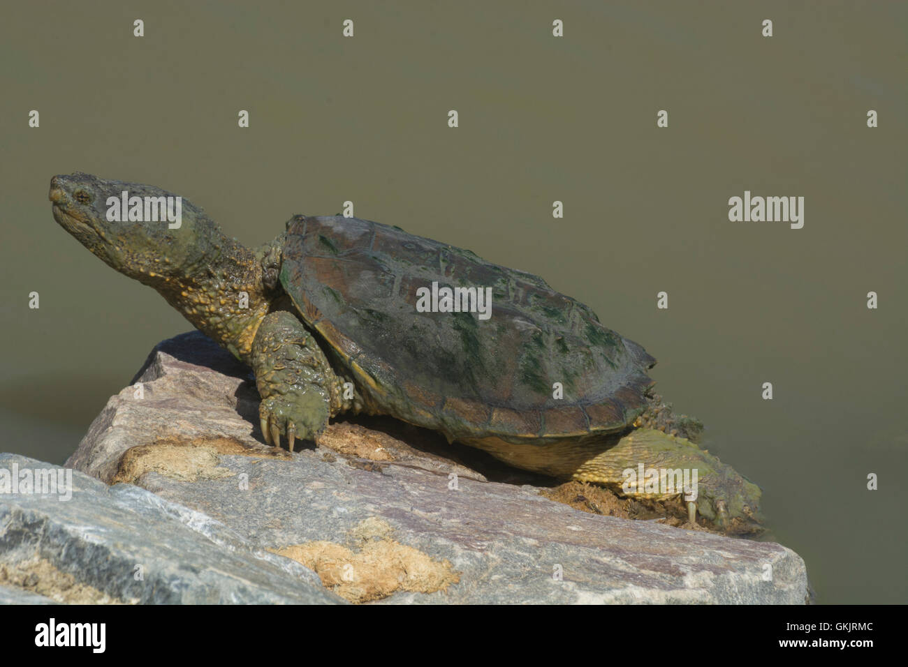 Snapping turtle sunbathing on rock by edge of lake Stock Photo - Alamy