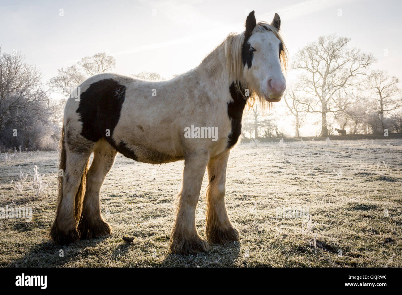 Piebald horse hi-res stock photography and images - Alamy