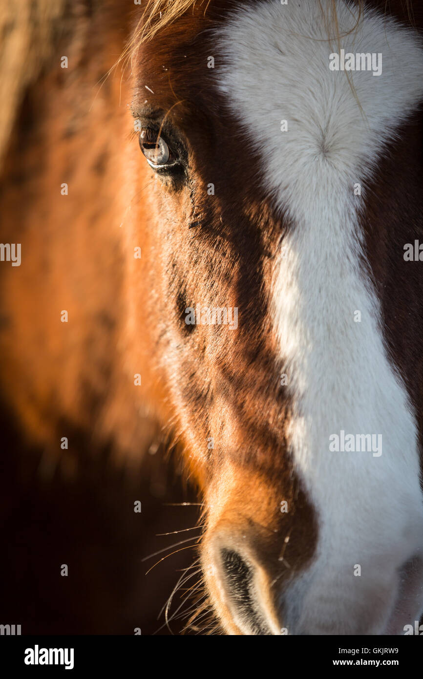 Close up of the face of a brown horse Stock Photo - Alamy