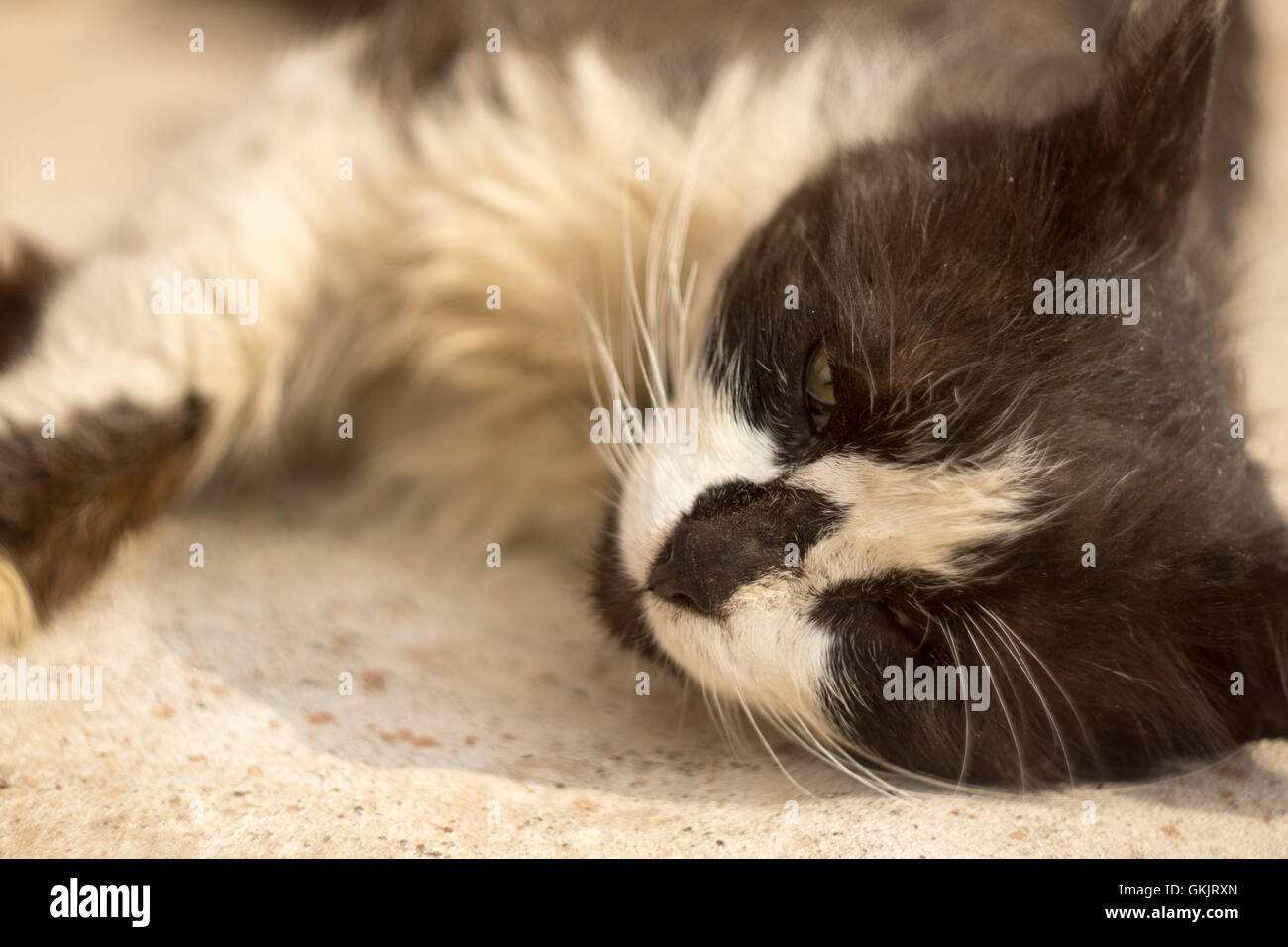 Weak Kitten High Resolution Stock Photography and Images - Alamy
