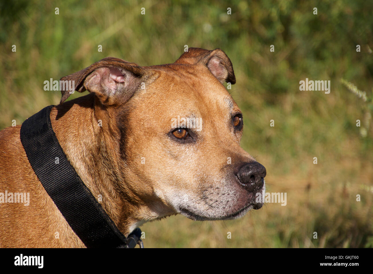 Plan terrier hi-res stock photography and images - Alamy