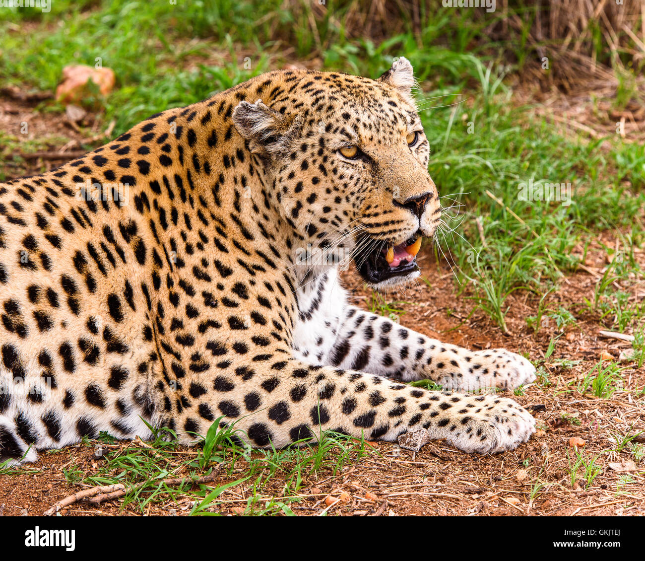Portrait of beautiful Leopard at the Naankuse Wildlife Sanctuary ...