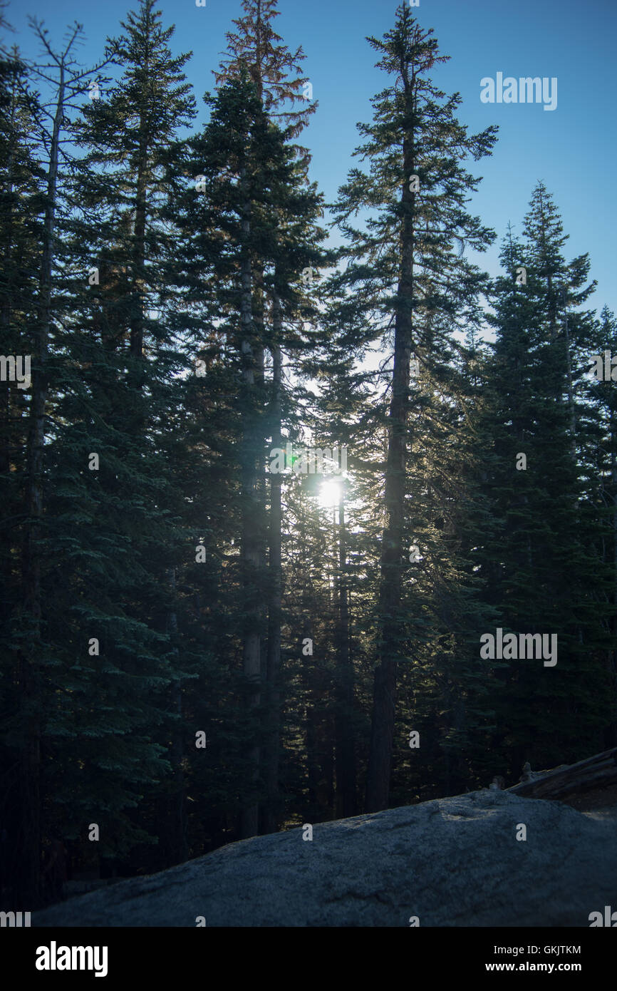 Sun Peaking Through Trees Stock Photo - Alamy