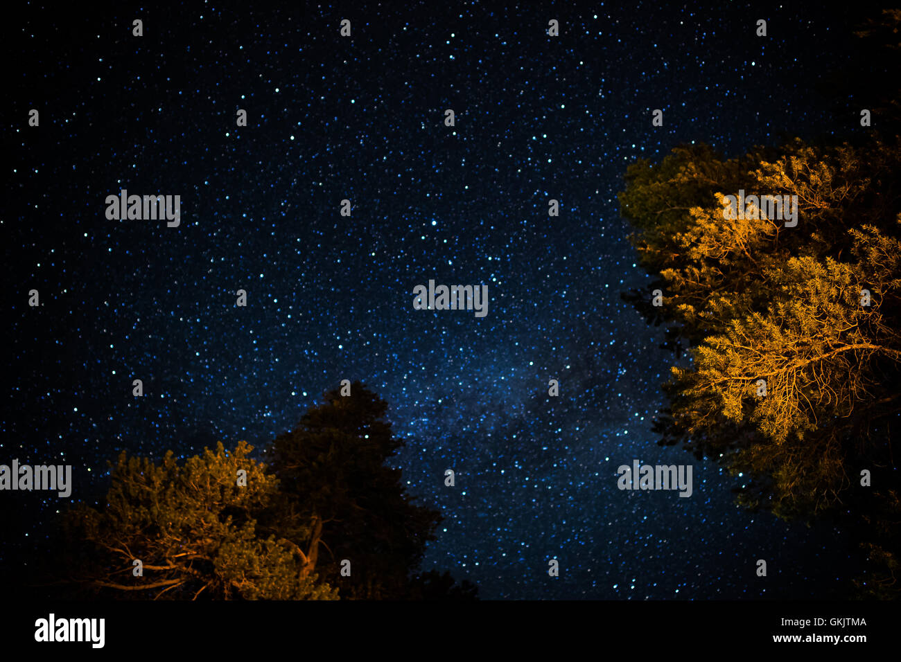 Starry Night Above Illuminated Trees Stock Photo - Alamy