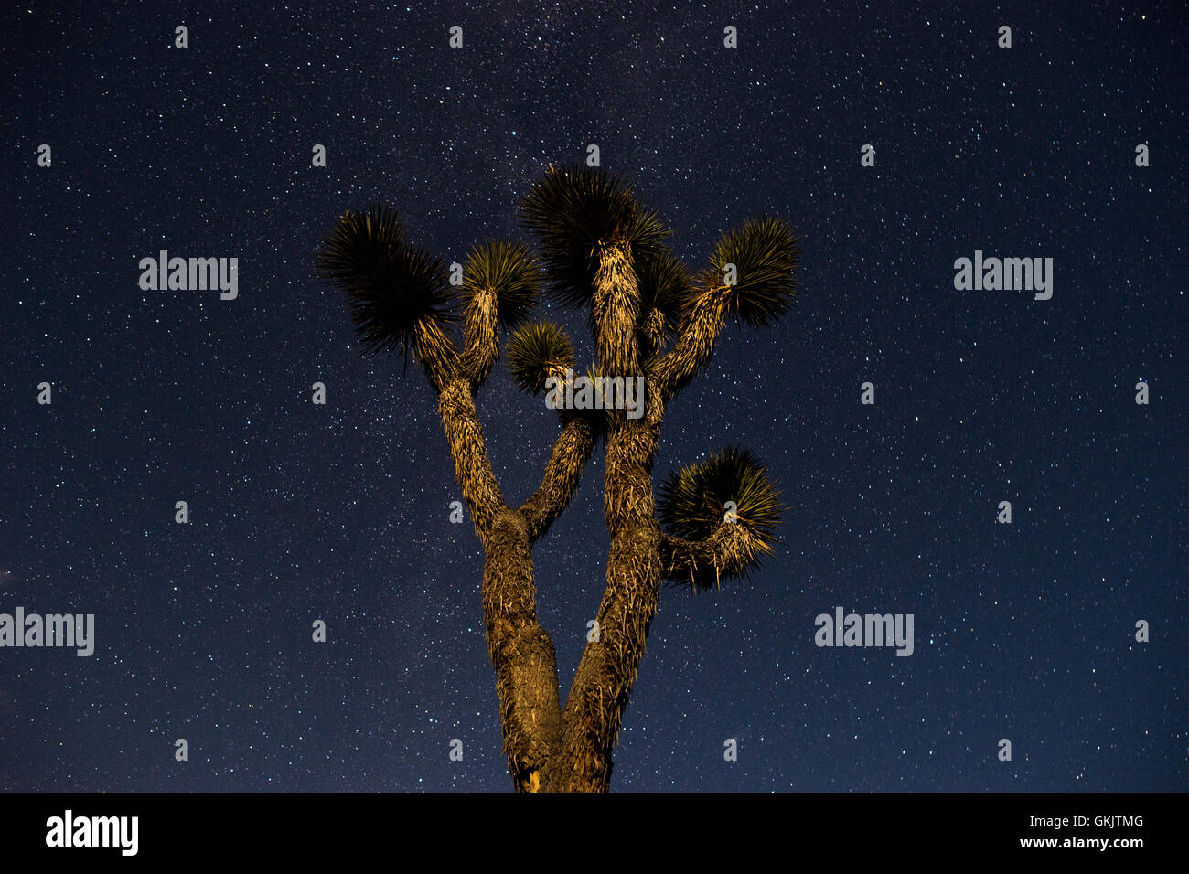 Starry Night Over Lone Joshua Tree Stock Photo - Alamy