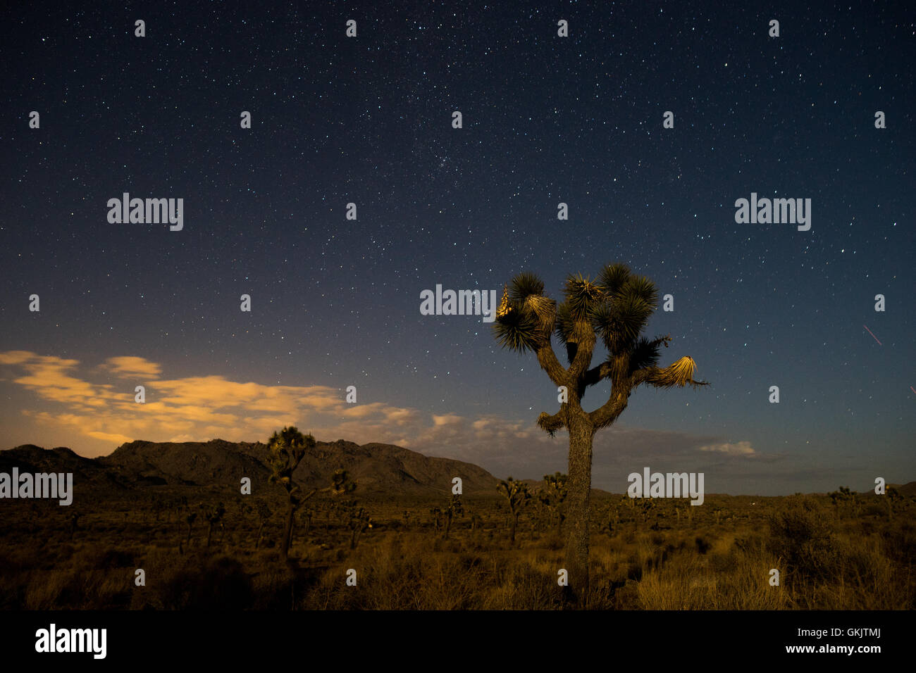 Starry Night Over Joshua Tree National Park Stock Photo - Alamy