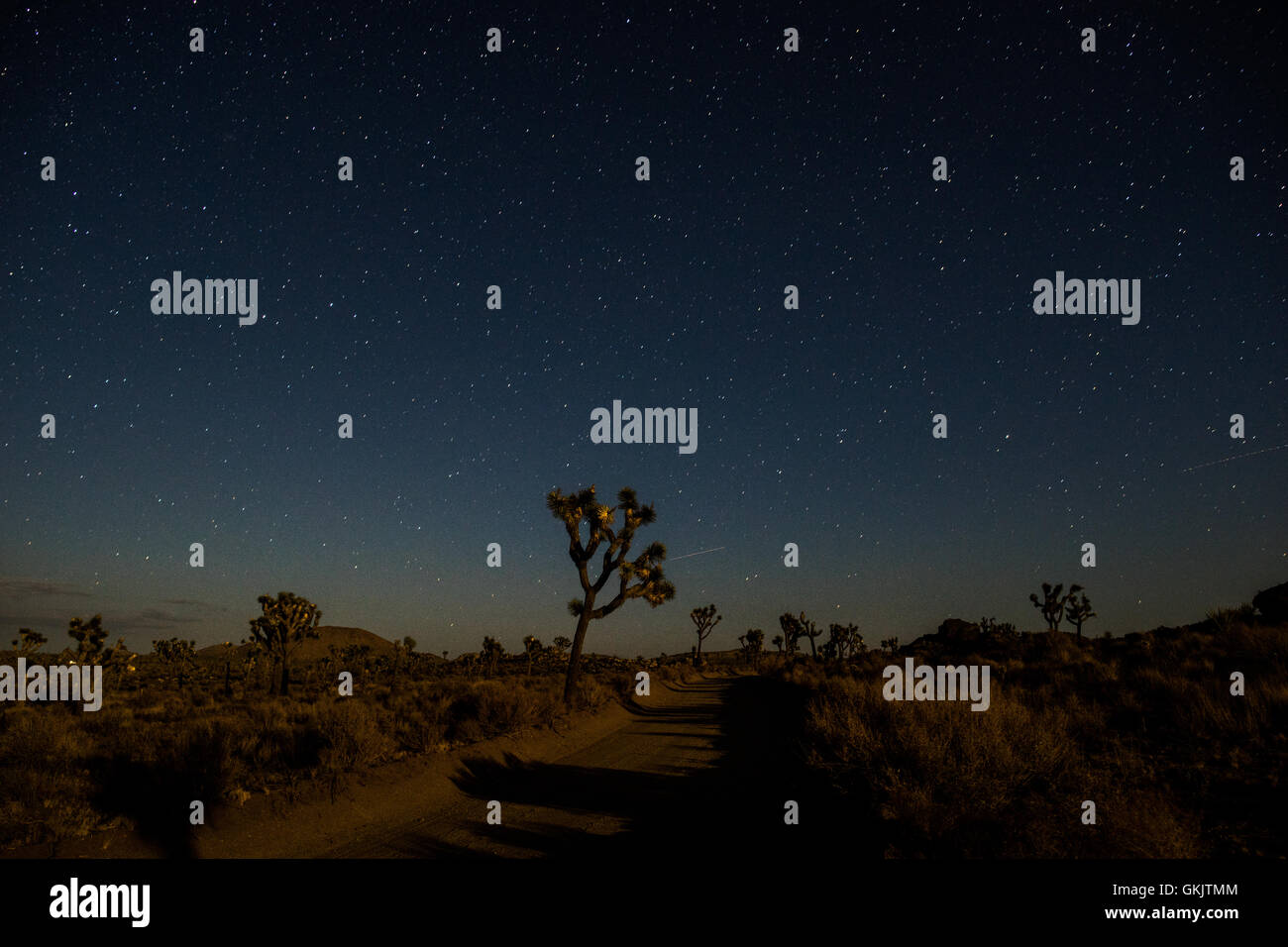 Starry Night in Joshua Tree national park Stock Photo - Alamy