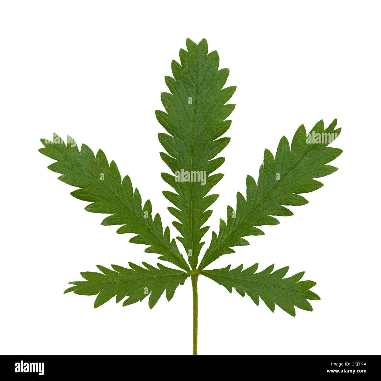 Marijuana leaf hi-res stock photography and images - Alamy