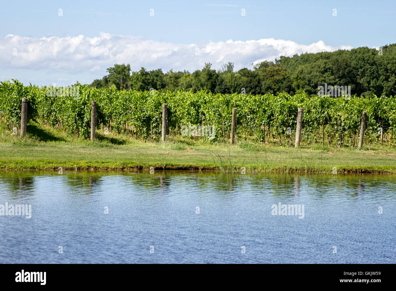 Planting a grape vine hi-res stock photography and images - Alamy