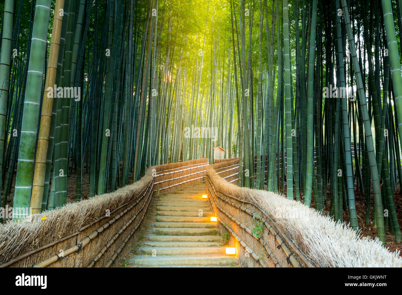 The sagano bamboo forest hi-res stock photography and images - Alamy