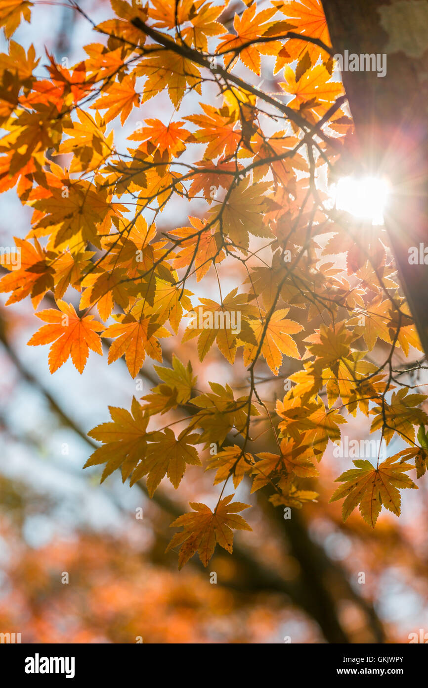 autumn leaves Yellow, orange and red in beautiful fall park Stock Photo ...