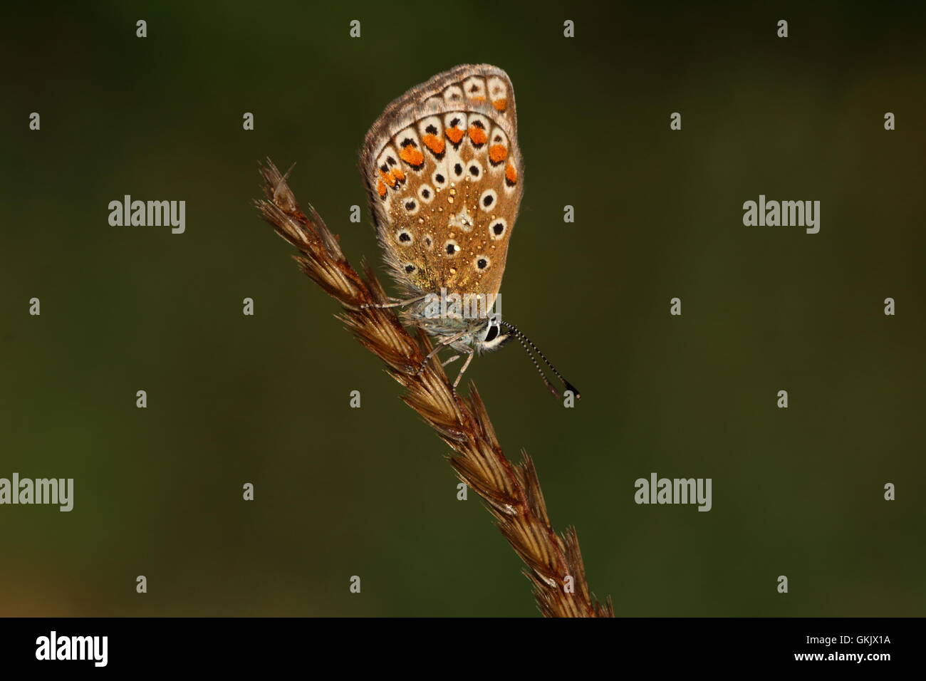 Female common blue butterfly hi-res stock photography and images - Alamy