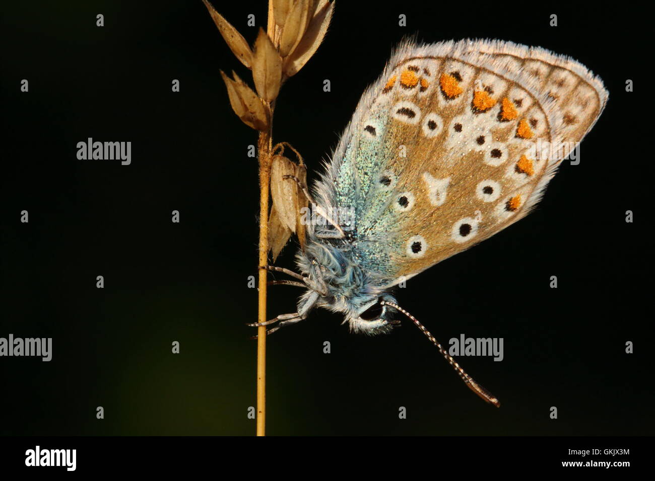 Milton common hi-res stock photography and images - Alamy