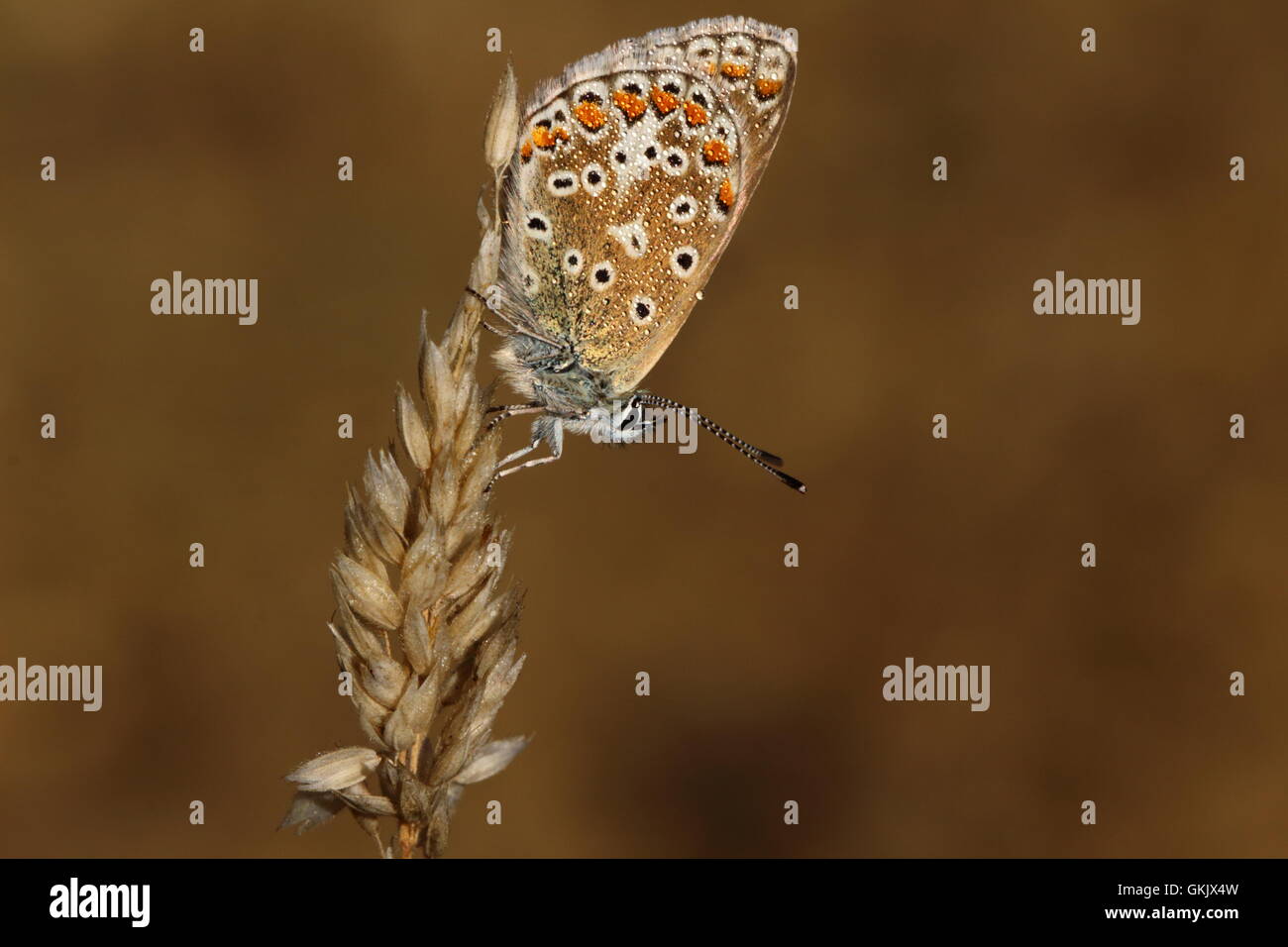 Female Common Blue Butterfly Stock Photo - Alamy