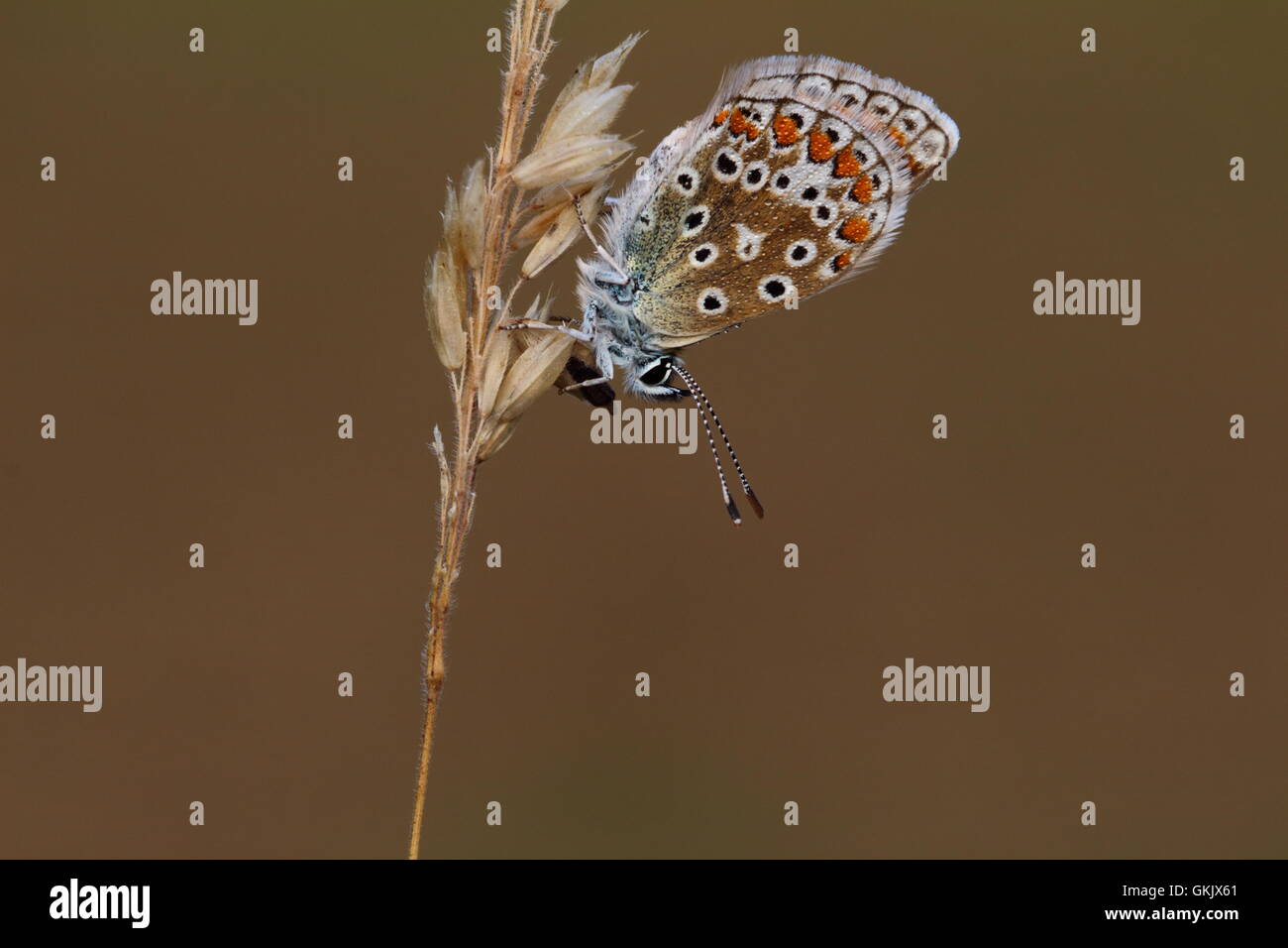 Female Common Blue Butterfly Stock Photo - Alamy
