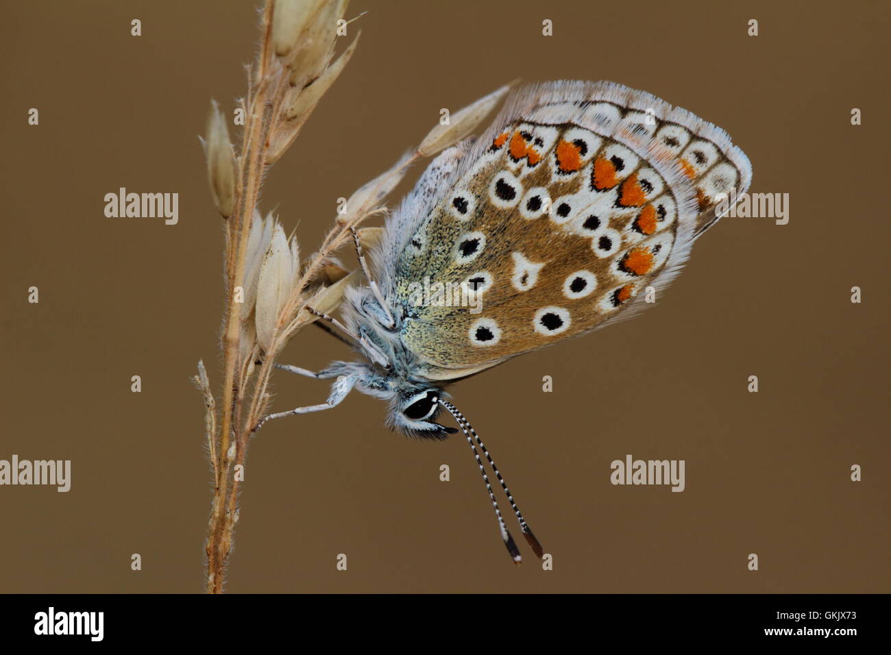 Female common blue butterfly hi-res stock photography and images - Alamy