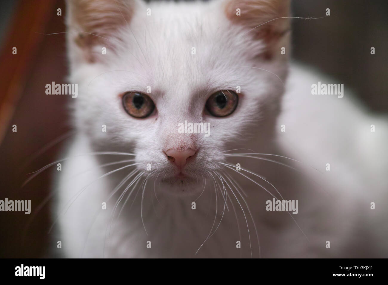 Adorable white kitten Stock Photo - Alamy