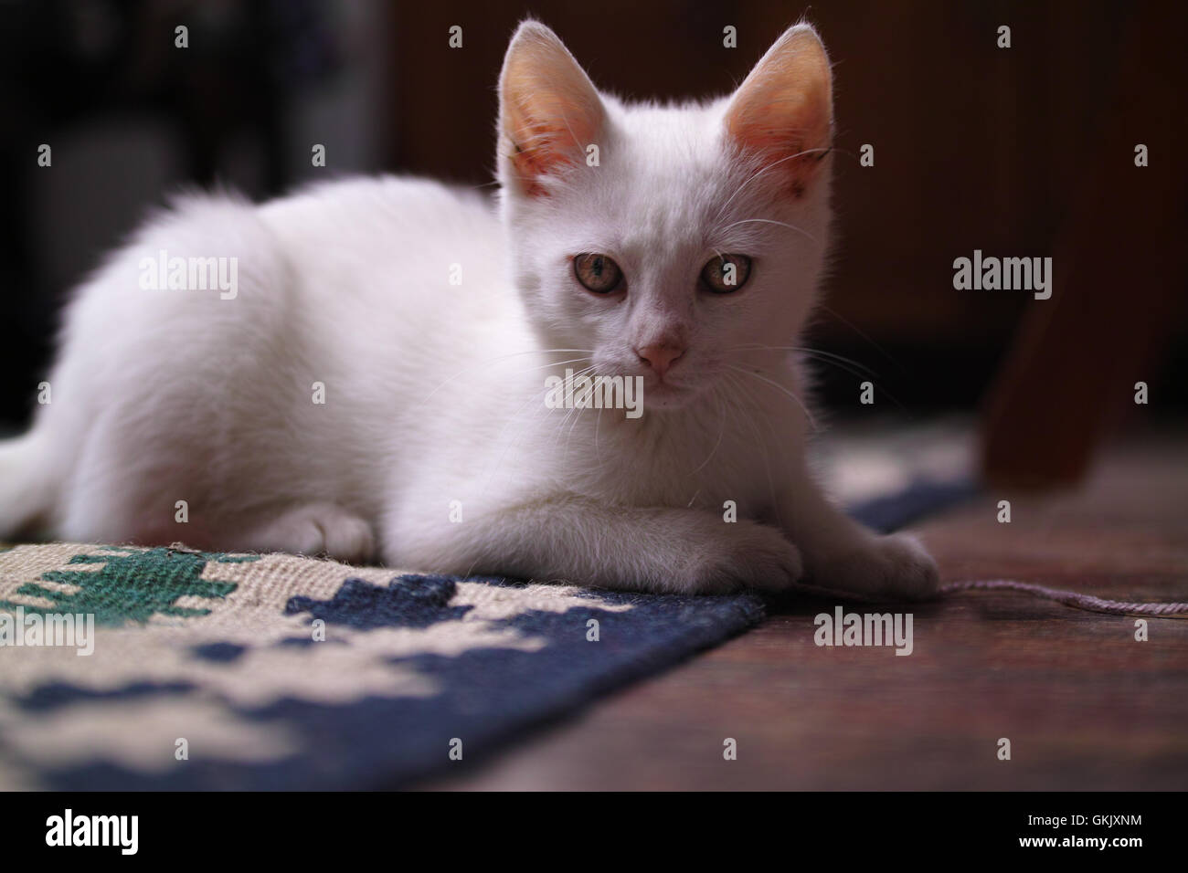 Adorable white kitten Stock Photo - Alamy