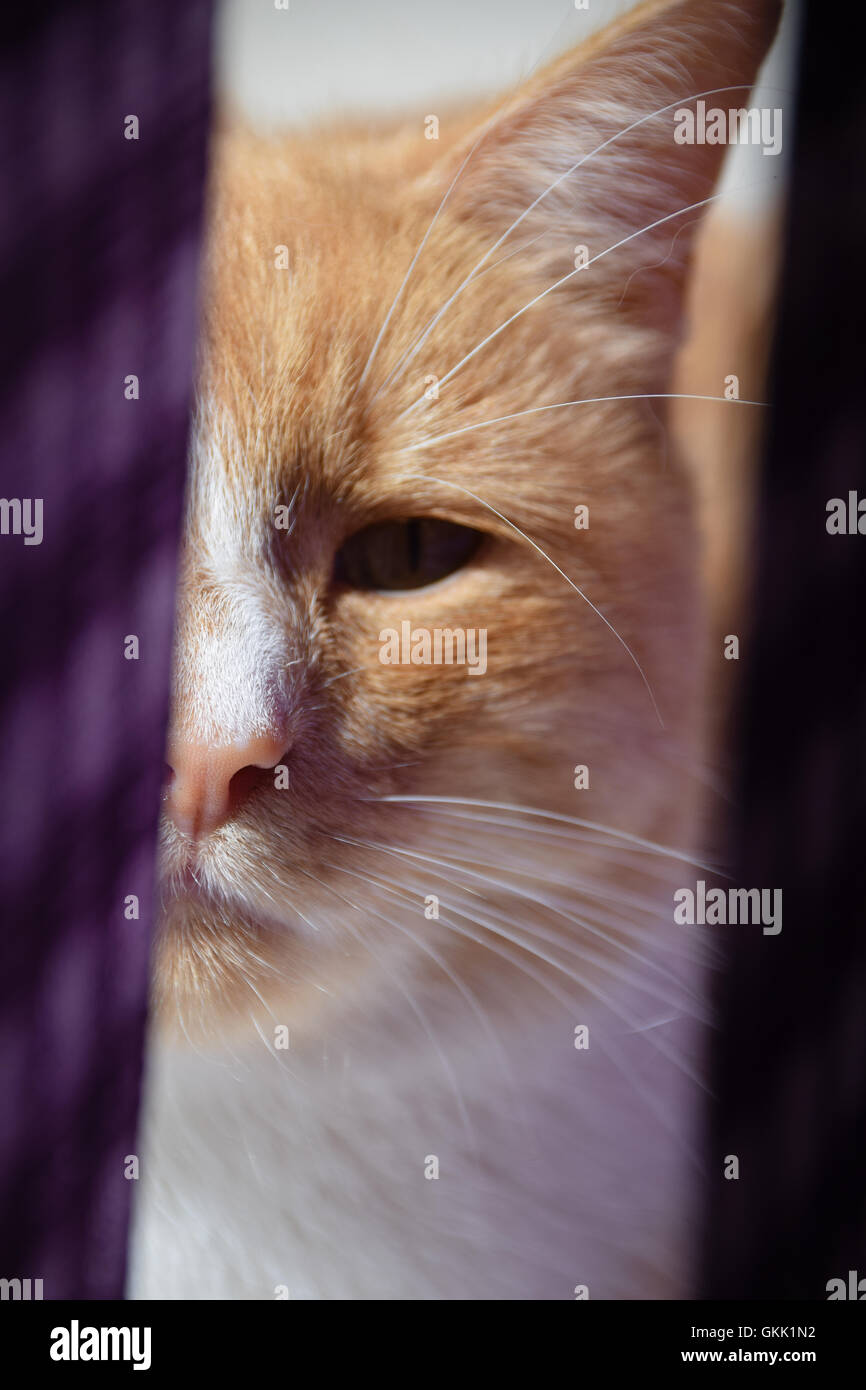 Domestic cat looking at the camera through window blinds Stock Photo ...