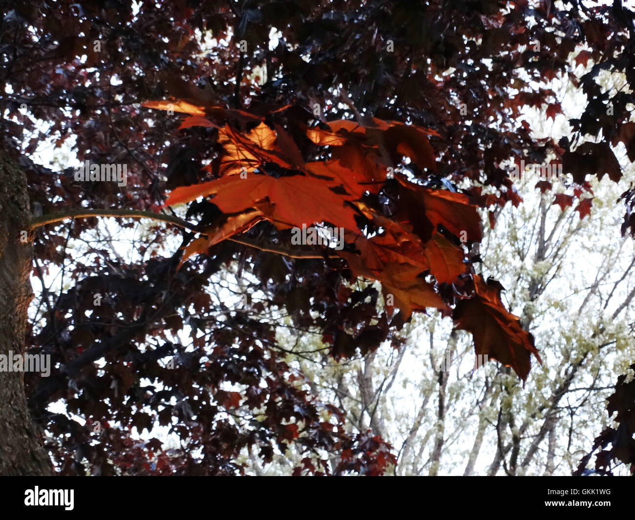 leaves on park in New Jersey Stock Photo - Alamy