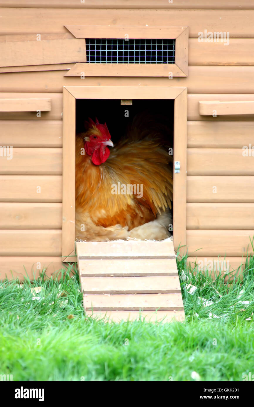 Chicken in coup Stock Photo - Alamy