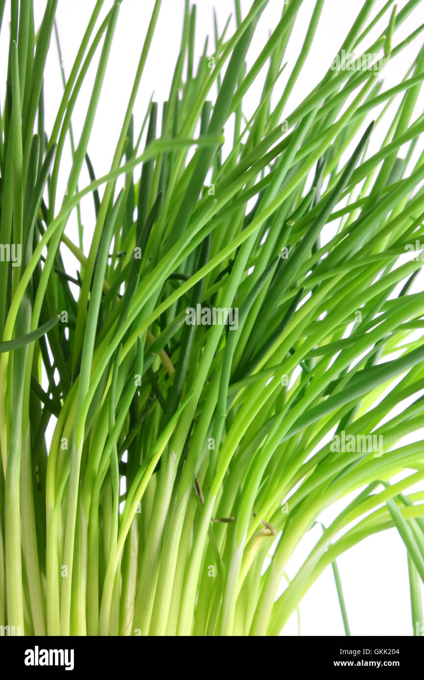 Chive herbs on white background Stock Photo - Alamy