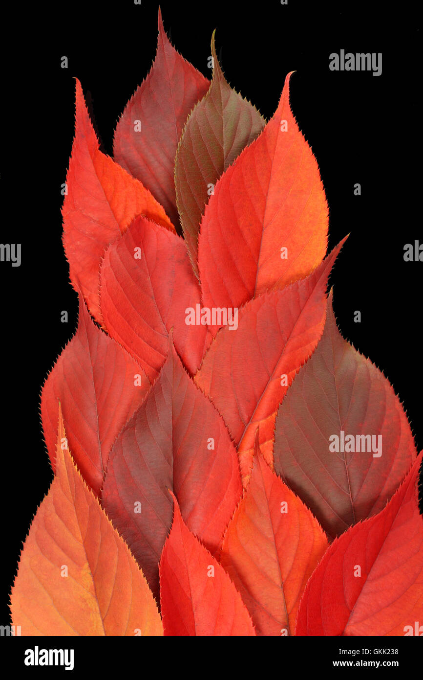 Flaming red autumn colour hi-res stock photography and images - Alamy