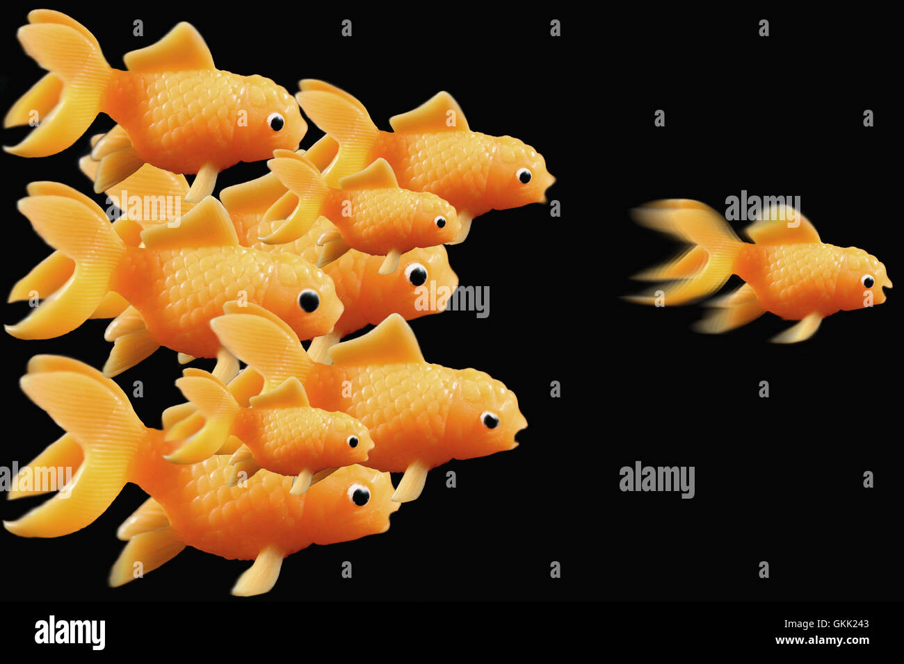 Goldfish ahead of the race on a black background Stock Photo - Alamy