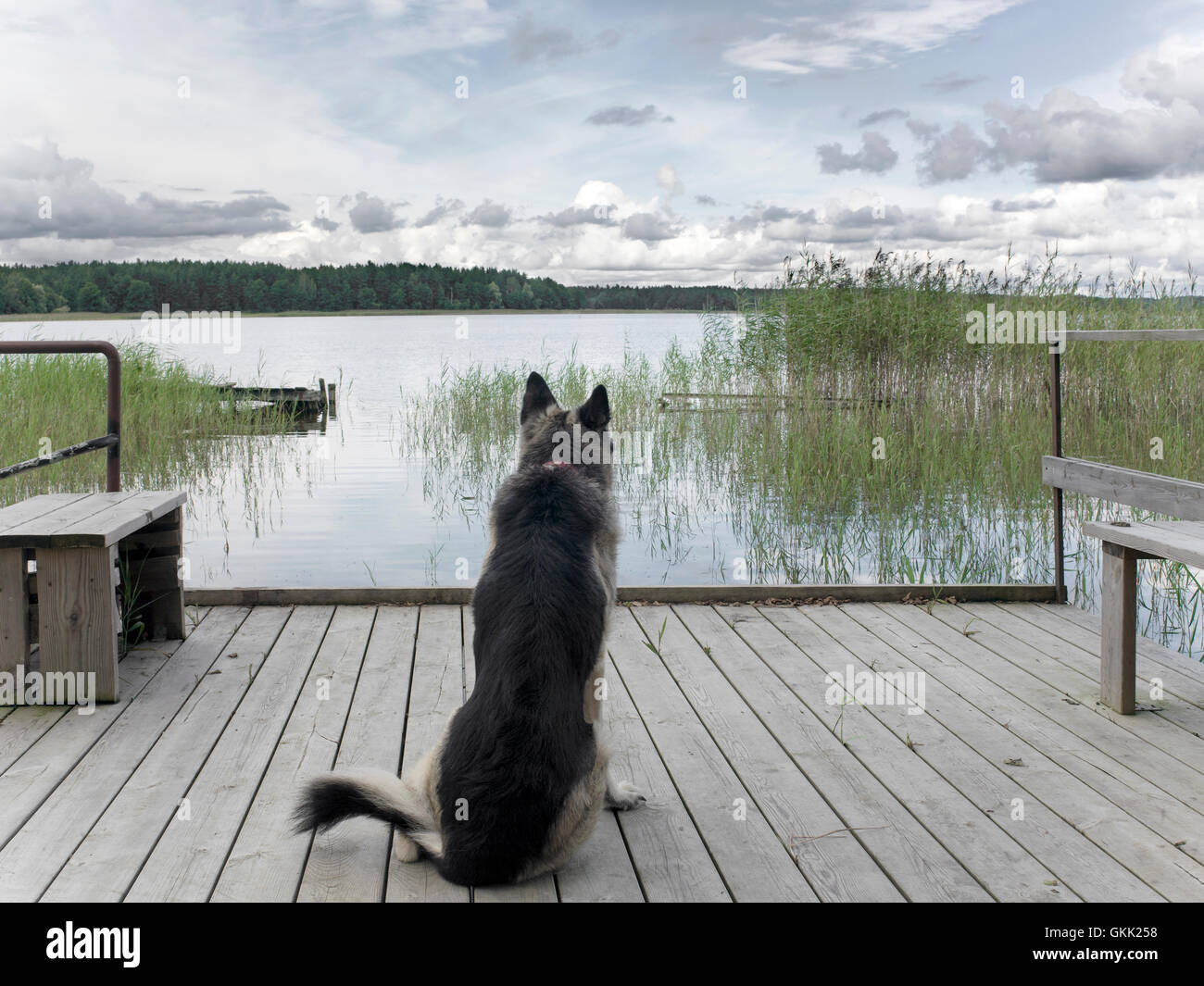 Hdr dog hi-res stock photography and images - Alamy