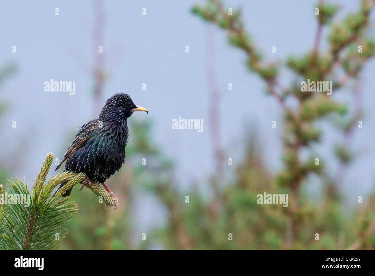 Starling, Sturnus vulgaris sitting on a tree with food in the beak on ...