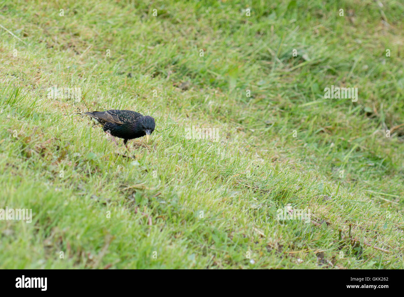 Starling, Sturnus vulgaris sitting on grass and searching for food on ...