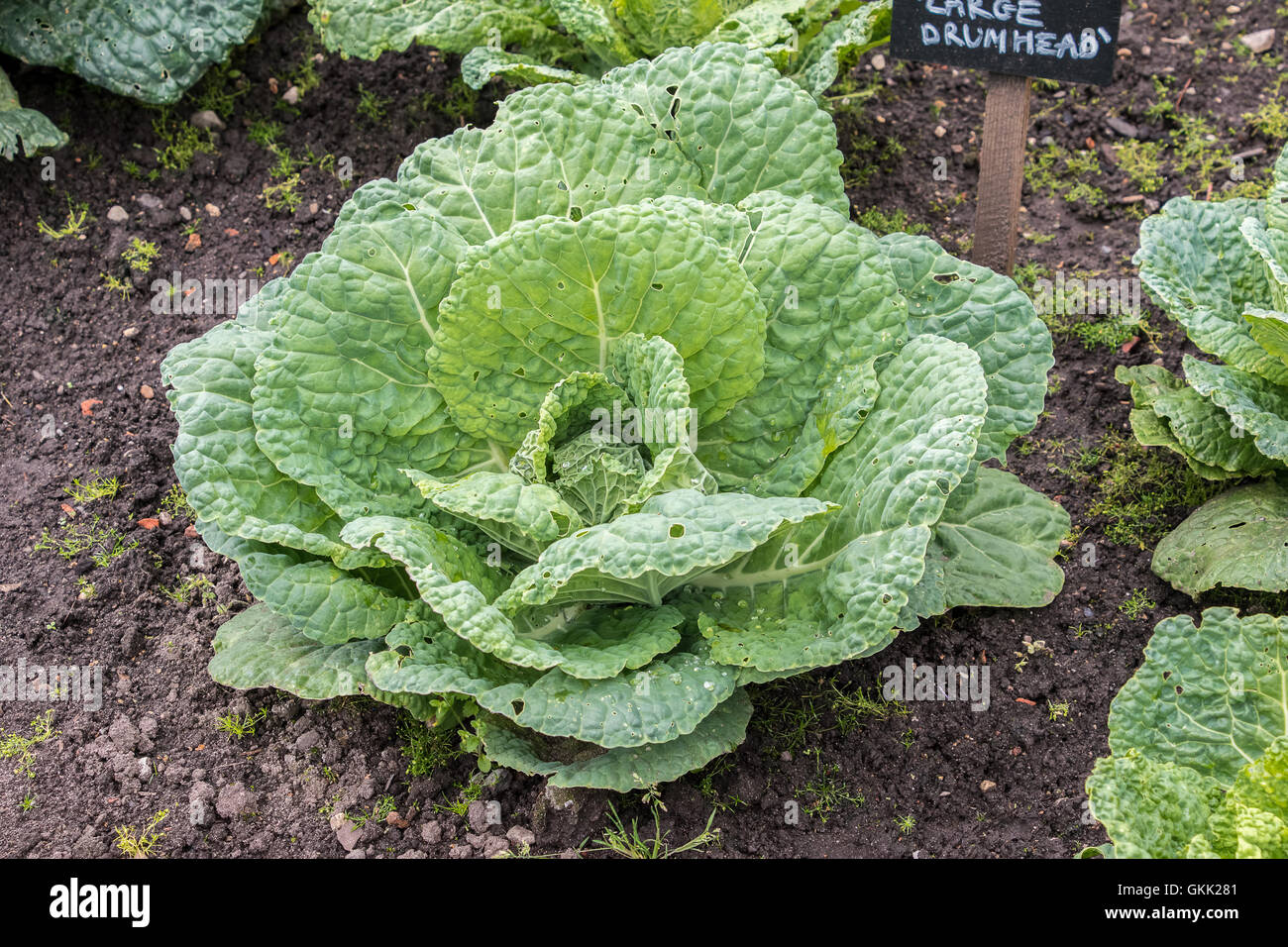 Cabbage growing in the ground Stock Photo - Alamy