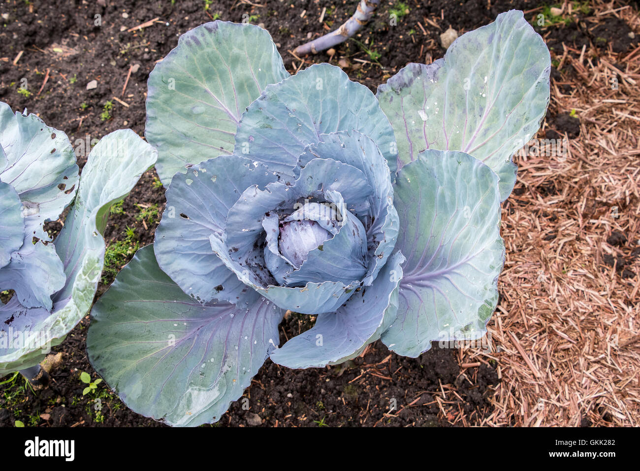 Cabbage growing in the ground Stock Photo - Alamy