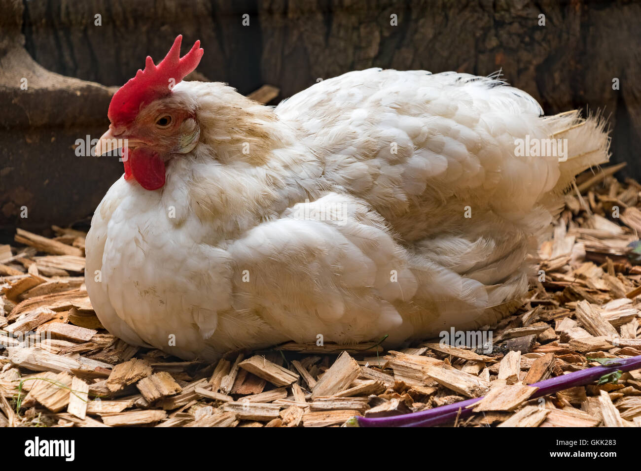 White Chicken laying on the ground Stock Photo - Alamy
