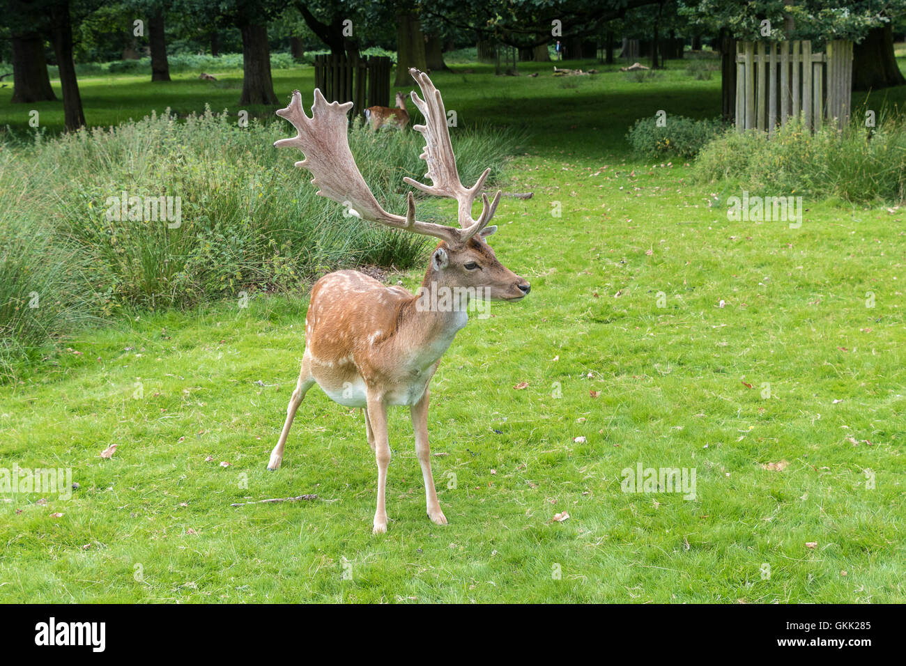 Deer in grass hi-res stock photography and images - Alamy